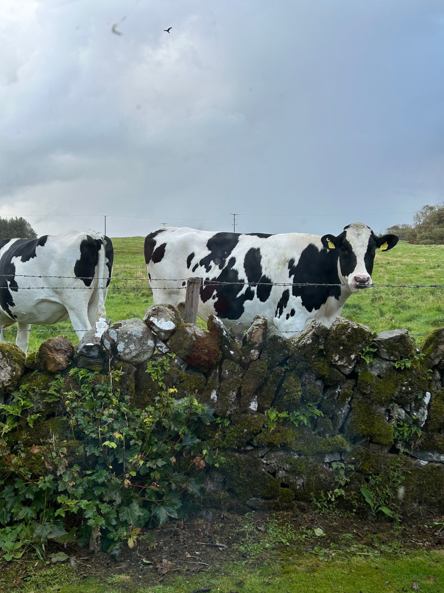 January 2026: New Artwork Inspired by Galloway – Art by Smart